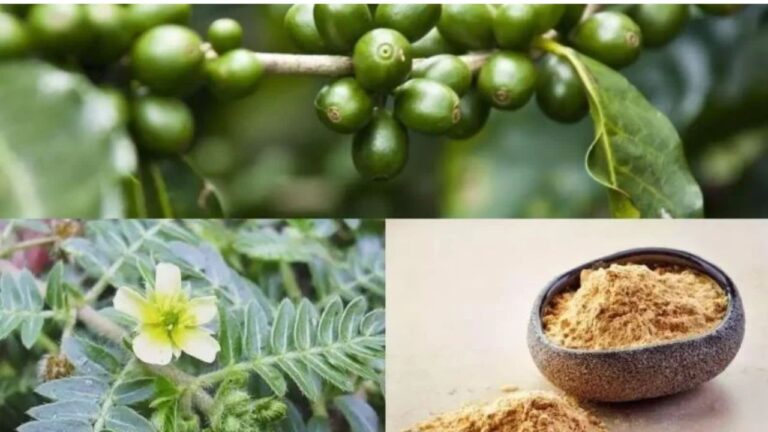 Gokhru Benefits: A Complete Guide to the Powerful Ayurvedic Herb